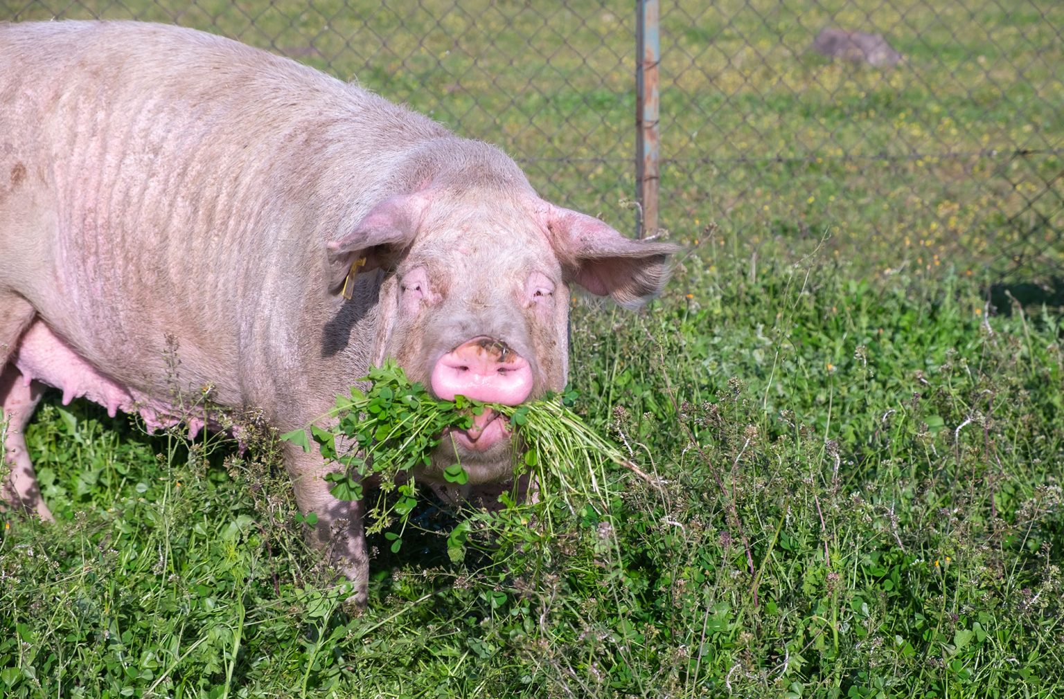 NIR Spectroscopy in Animal Forage Applications